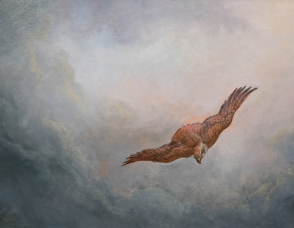Red Tailed Hawk – James Hellard – Artist and Painter